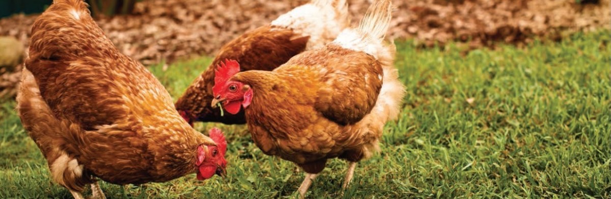 Helping your hens survive the heat | Transition Town Guildford